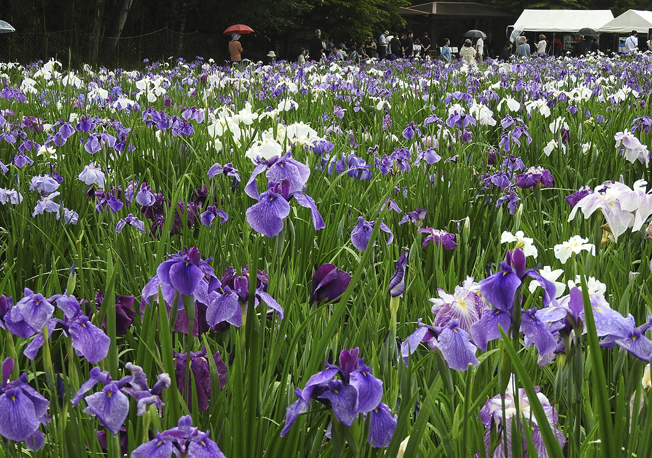 神楽女湖しょうぶ園で鑑賞会 – 今日新聞